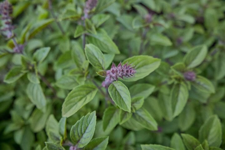 38 Types of Basil You Need to Grow • shovelandcrunch.com