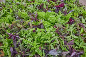 38 Types of Basil You Need to Grow • shovelandcrunch.com