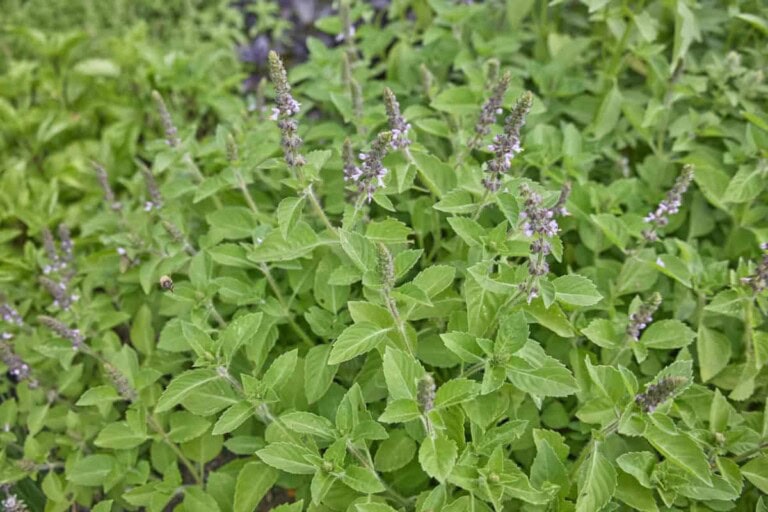 38 Types of Basil You Need to Grow • shovelandcrunch.com