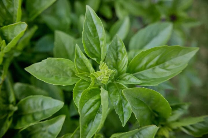 38 Types of Basil You Need to Grow • shovelandcrunch.com