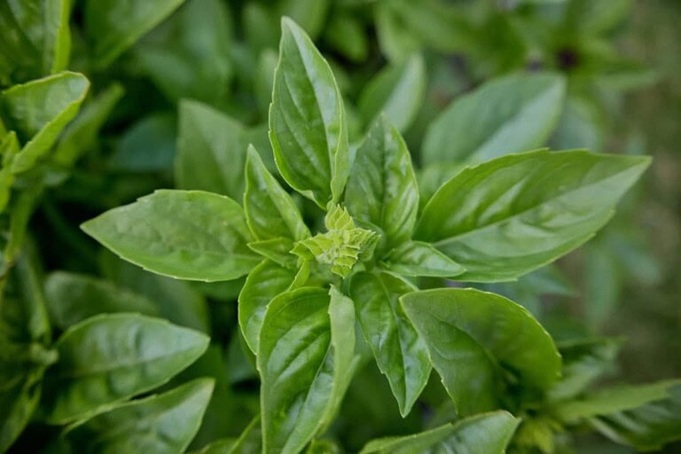 38 Types of Basil You Need to Grow • shovelandcrunch.com