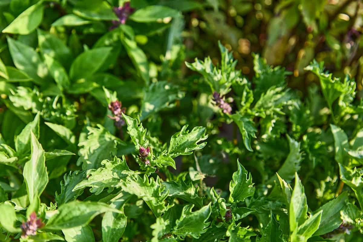 38 Types of Basil You Need to Grow • shovelandcrunch.com