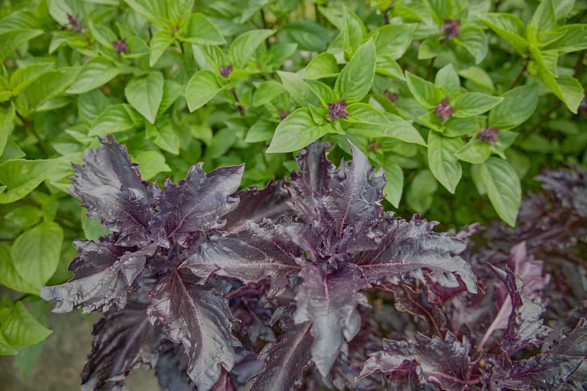 38 Types of Basil You Need to Grow • shovelandcrunch.com