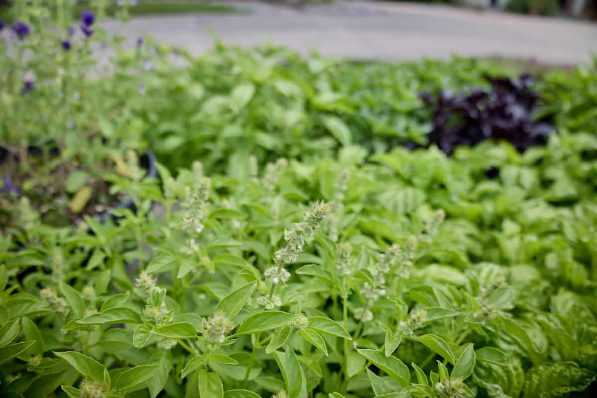 38 Types of Basil You Need to Grow • shovelandcrunch.com